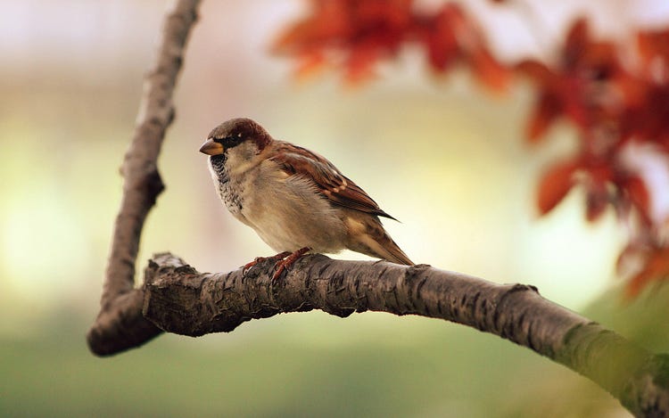There Was a Bird Called Grief - *The Inspirer - Medium