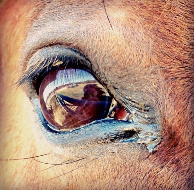 Observation: Animals. Unlike squirrels and raccoons and… | by Kelsey ...