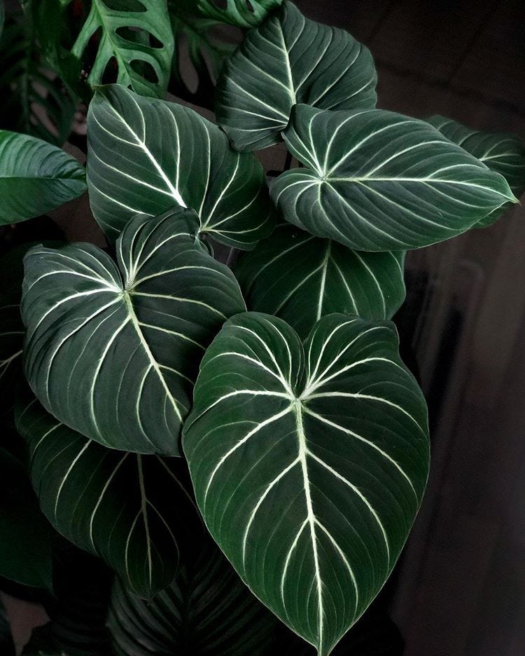 Philodendron — How to care for them | 9Plant