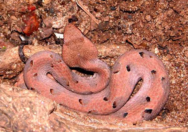 Jungle Safari Locations in Kerala | by Paradise Holidays | Medium