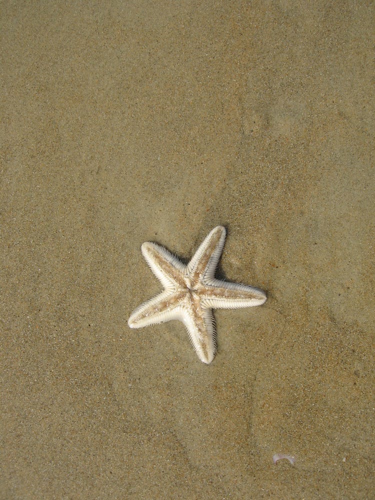 Consider The Starfish. Never underestimate your power to make… | by ...