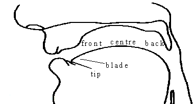 THE ARTICULATORS. This morning, I was thinking on what to… | by ...