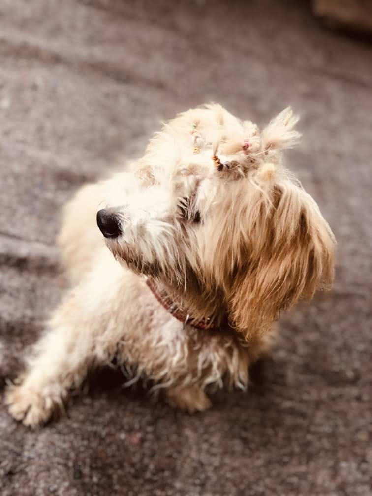 How Long Have Dogs Been On The Earth