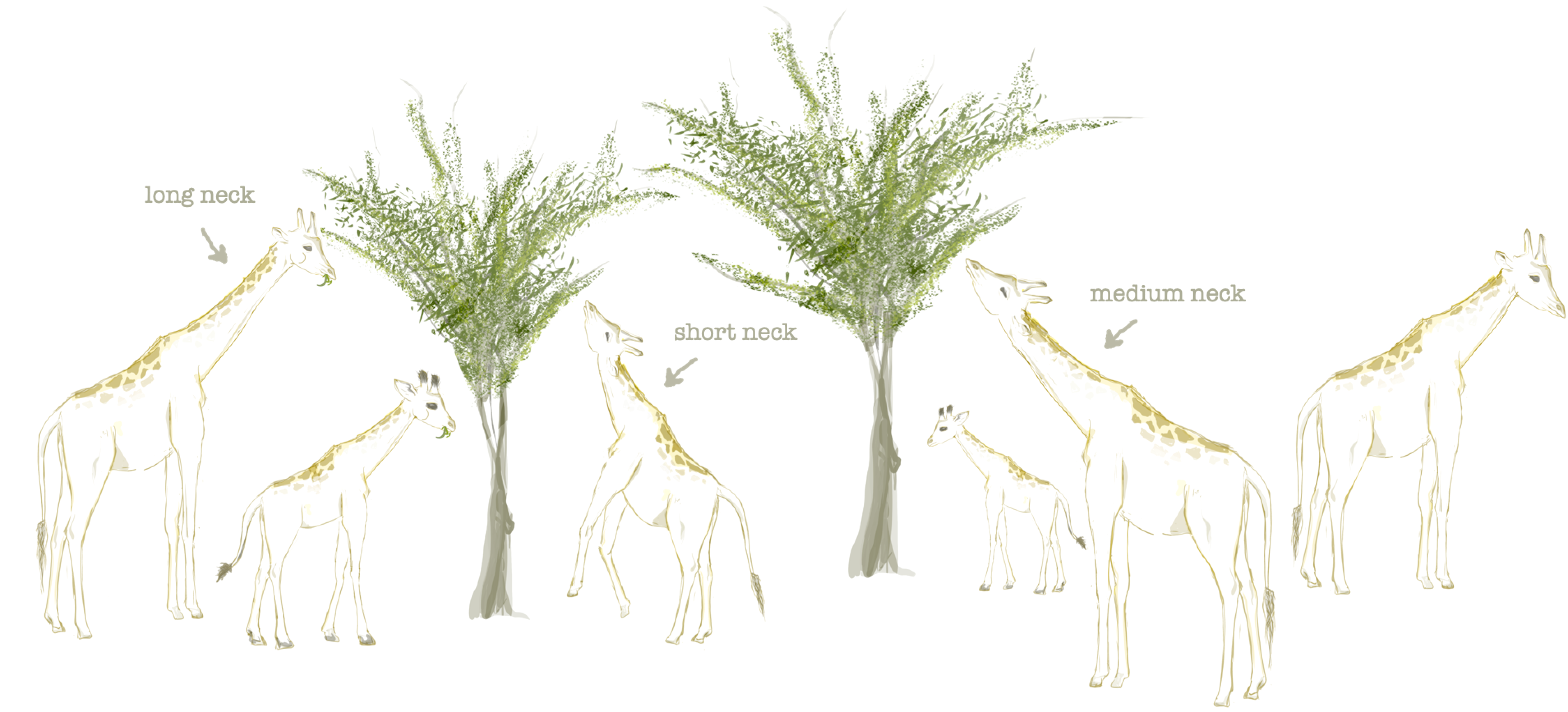 Does history matter to understand the theory of evolution? | by Telma G ...