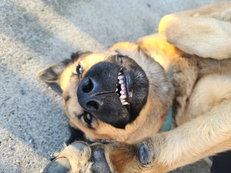 When You and Your Dog Are the Only Ones Who Know What the Purple Ladle ...
