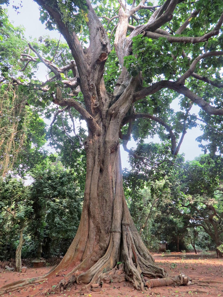 Beauty of the Iroko. What an elder sees seated, a child… | by Anthony ...