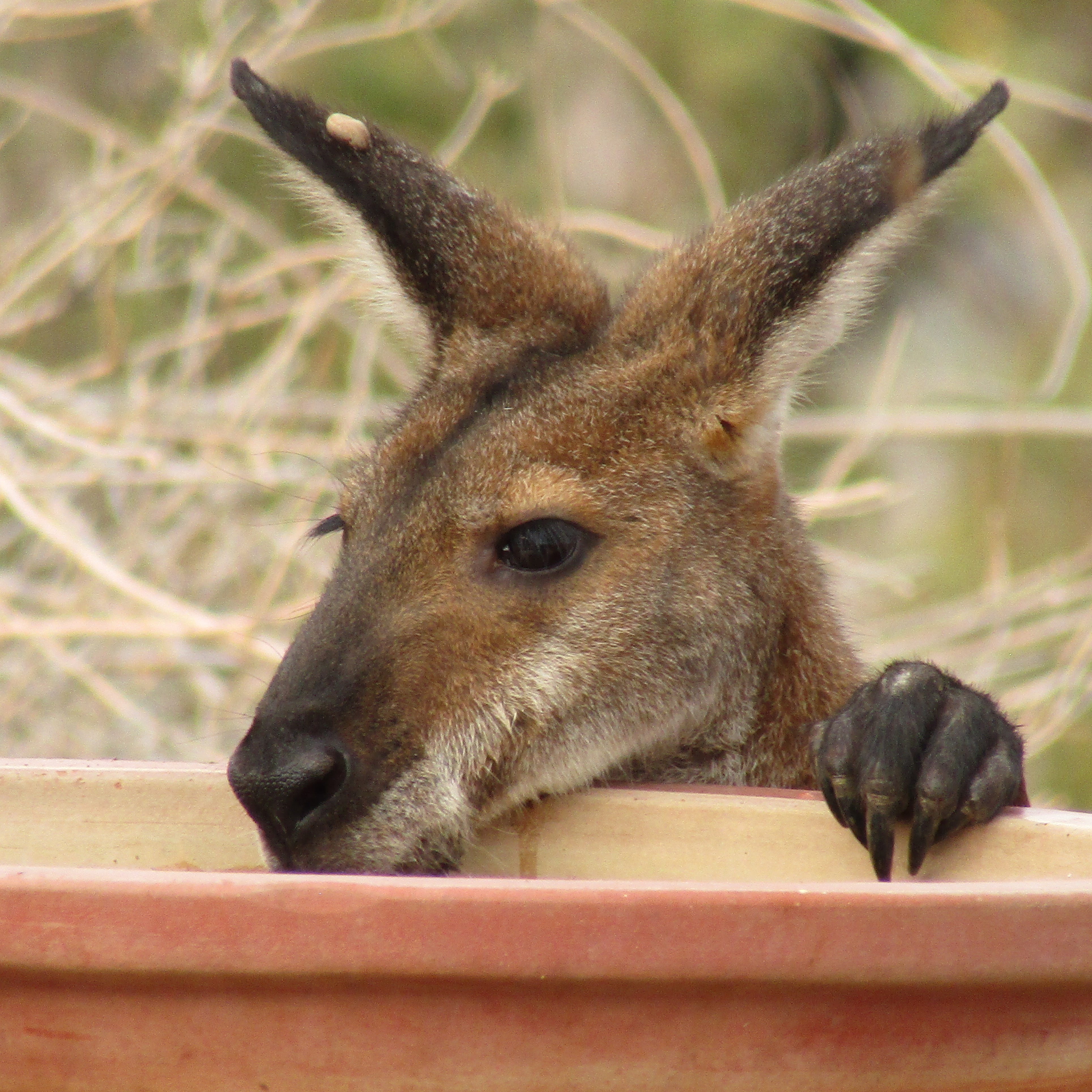 Coughing Kangaroos:. Victims of Australia’s Catastrophic… | by Therese ...