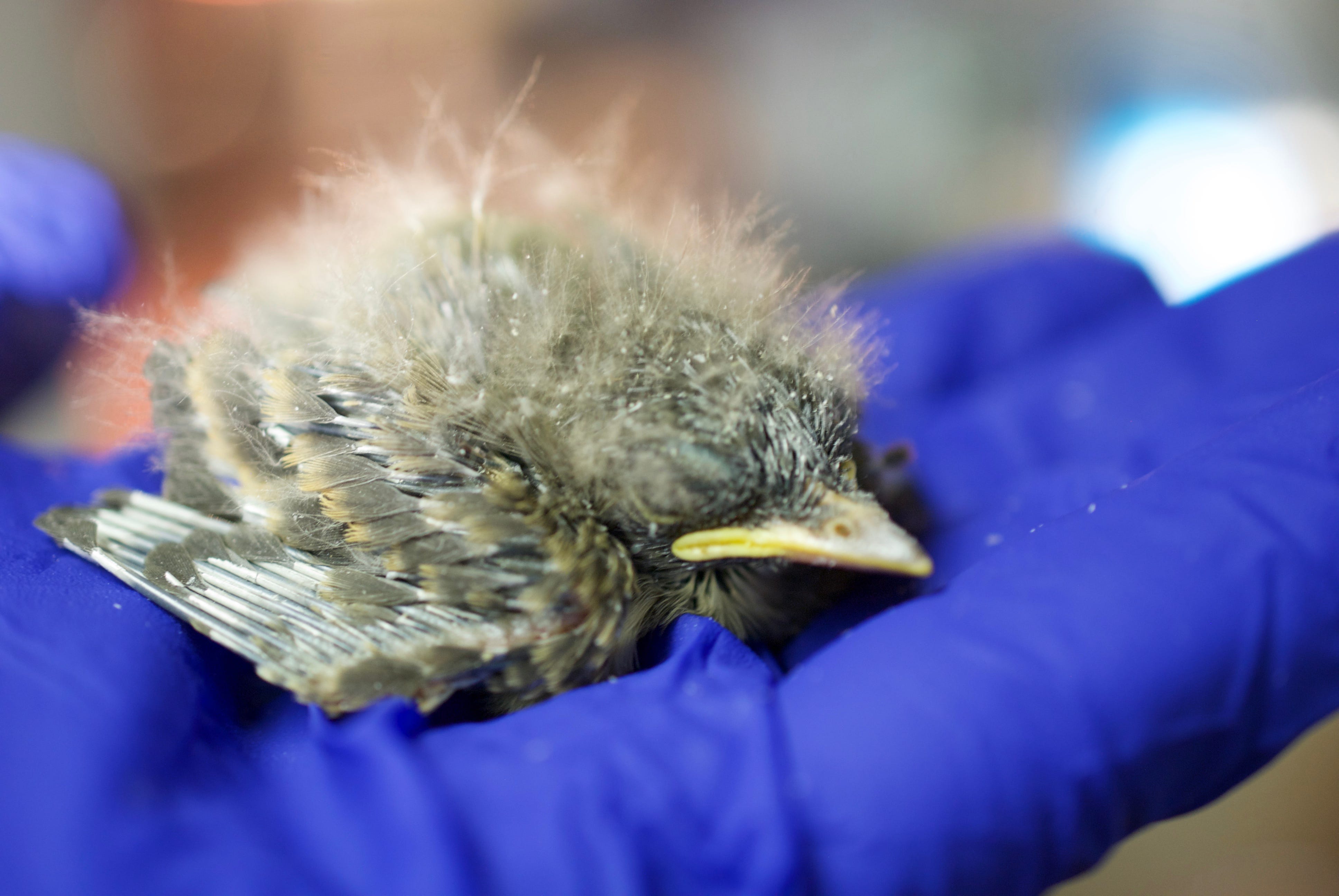 The Myth Surrounding Baby Songbirds | by Chantal Theijn | The Natural ...