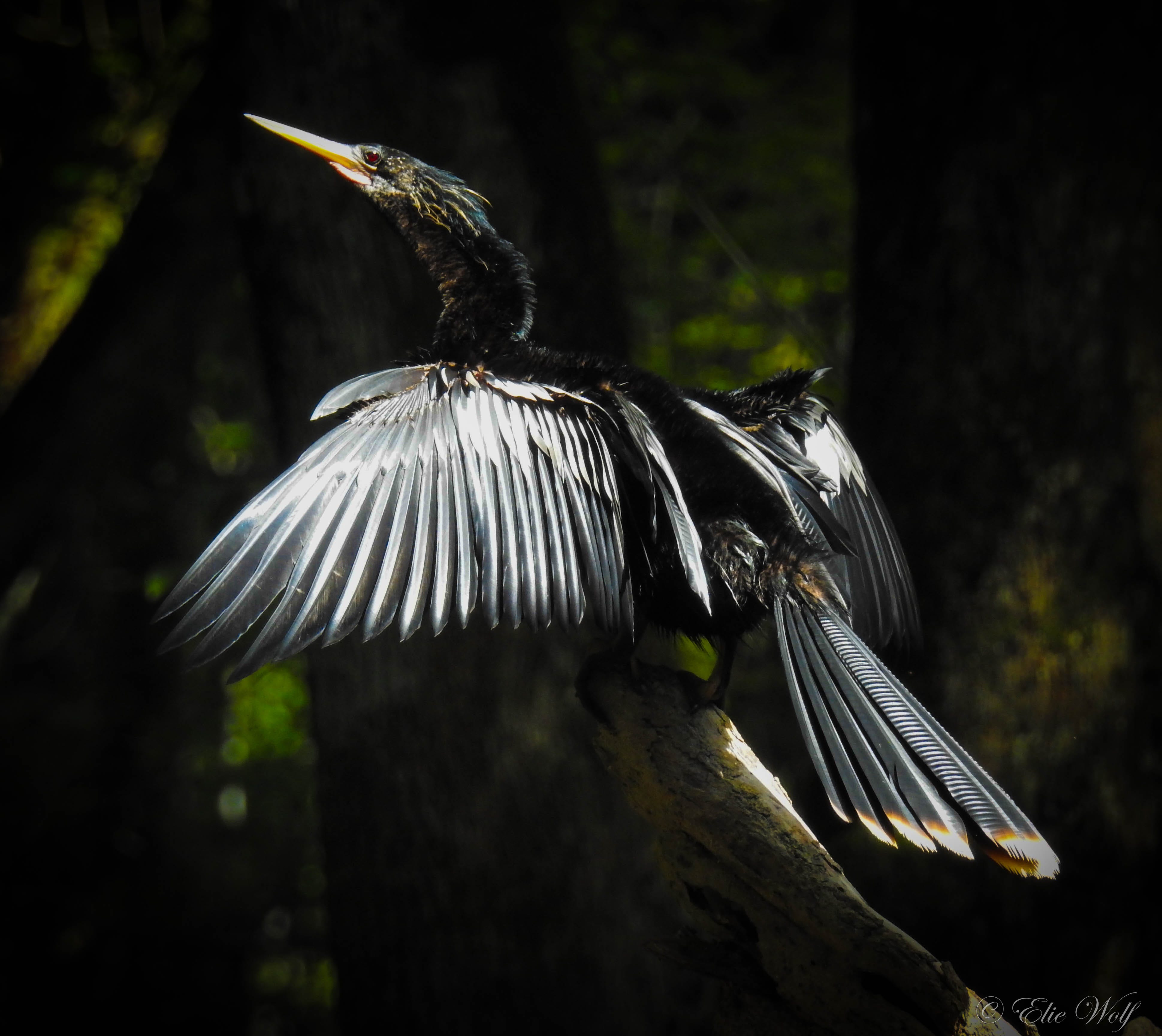Peyote Bird. The Beauty and Magic of the Sacred… | by Elie Wolf | The ...