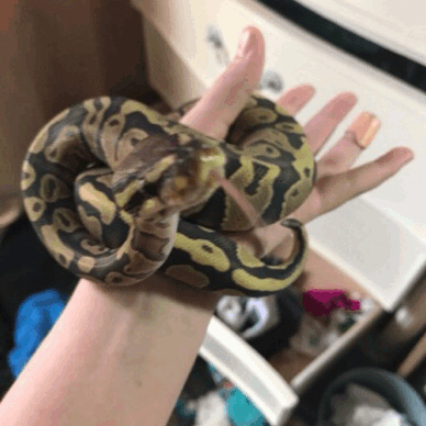 Medusa Python rat. The file name of the sample is… | by Michael Meade ...