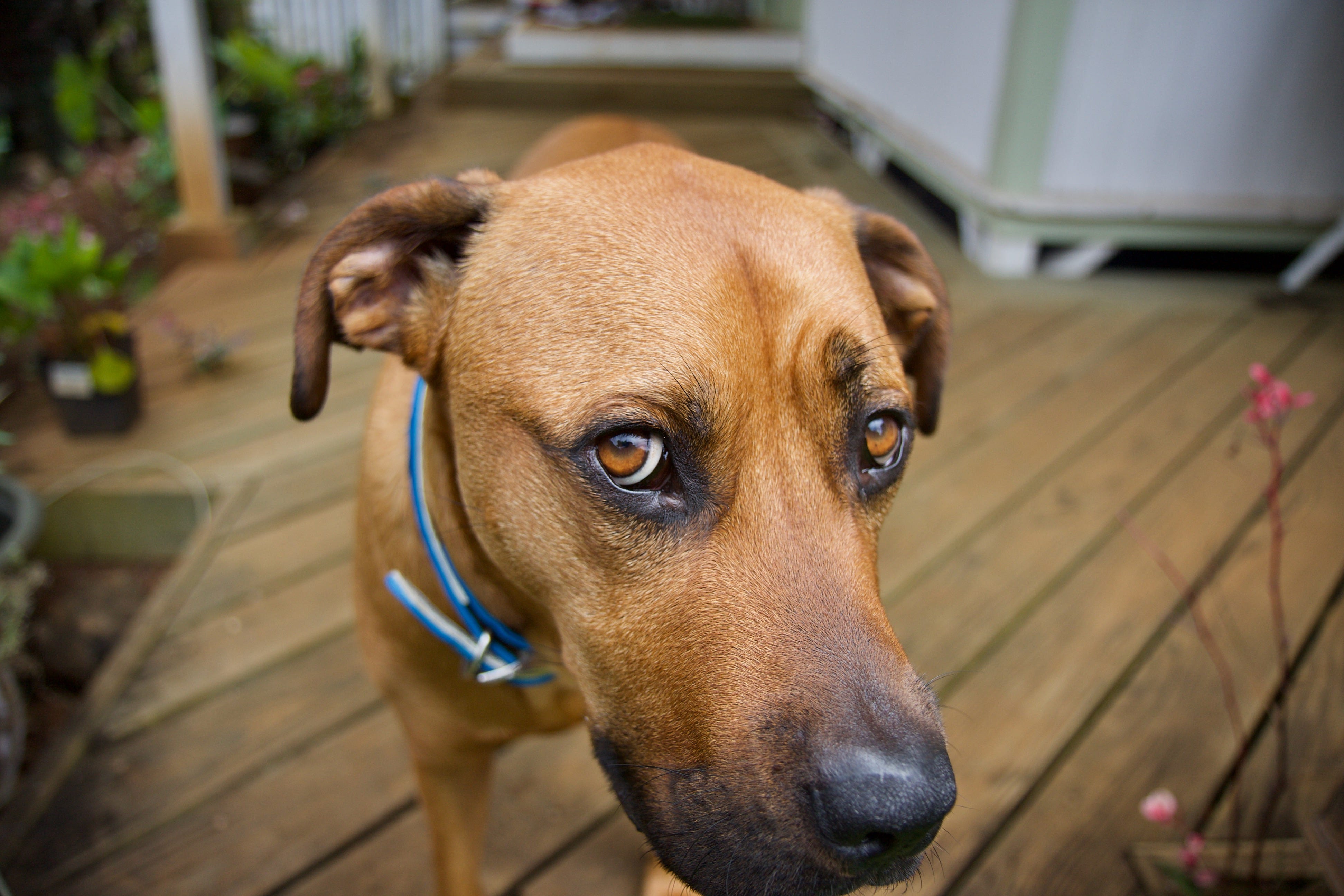 Barkley Jowlsworth Bonestein. May 10th, 2005 — Sept 5th, 2019 | by Elan ...