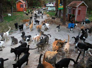 Herding Cats: What it Means to be Libertarian | by Steven Brodie Tucker ...