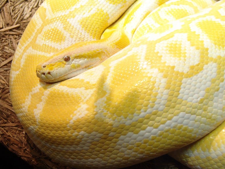 Python 27 — Pip Issue Installing Almost Any Library By Luis Celis Medium