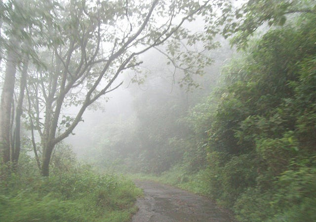 Jungle Safari Locations in Kerala | by Paradise Holidays | Medium