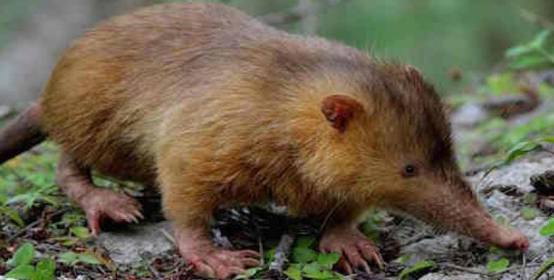 Venomous mammals. The difference between venomous and… | by Marc Zev ...