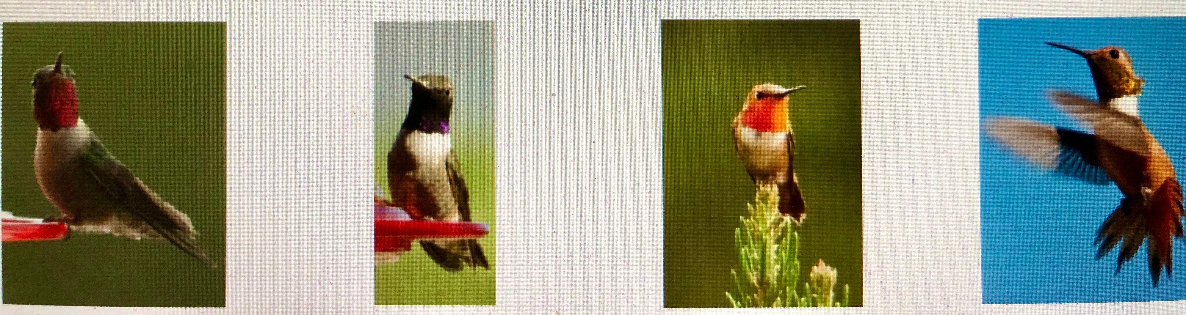 Hummingbird Ball. Hummers dressed in their God given… | by Lisa Spray ...
