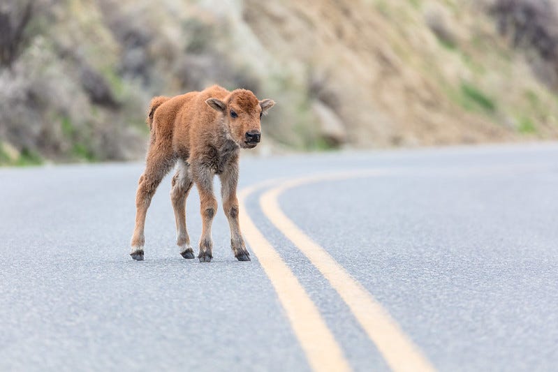Why Do Wildlife Cross the Road?…Because It Cuts Through Their Habitat ...