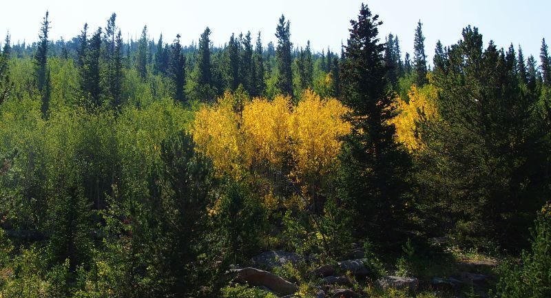 The Science Behind Aspen Leaf Color Change | by Aaron Sidder | Medium