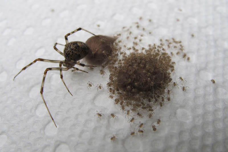 SPIDER CONTROL. Do you ever wonder how those pest… | by Brisbane Pest ...