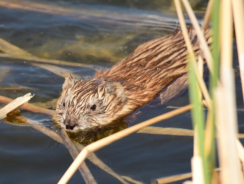 Northern Muskrats FREE SHIPPING Jewelry & Beauty Craft Supplies & Tools ...