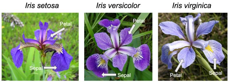 Penerapan Artificial Neural Network untuk Mengklasifikasikan Bunga Iris ...