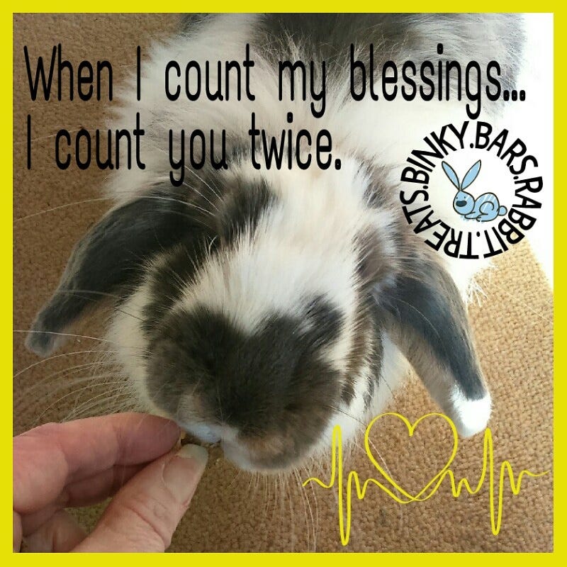 #binky_bars #rabbit #treats #UK | by Binky Bars Ltd - about.me ...