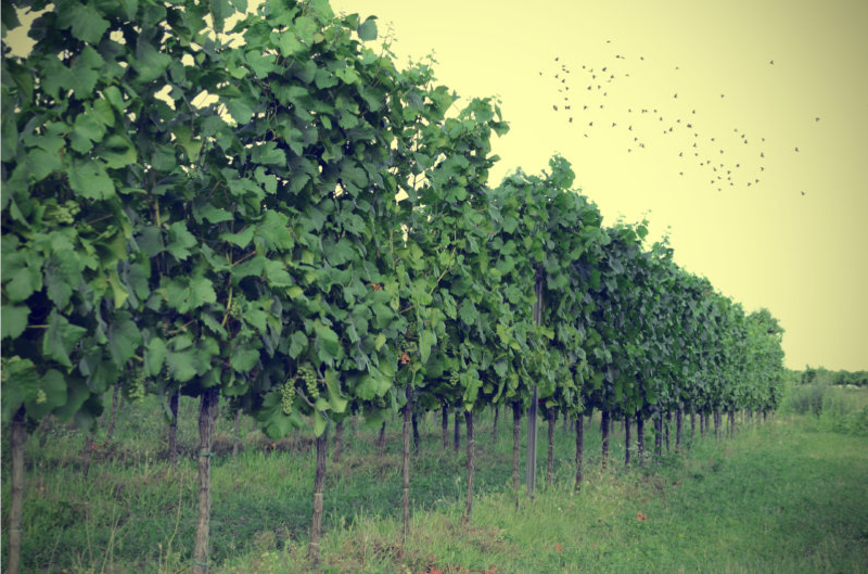 Organic or GMO: A Bird’s Opinion. by Shannon McCoy | by Daniel Karp ...
