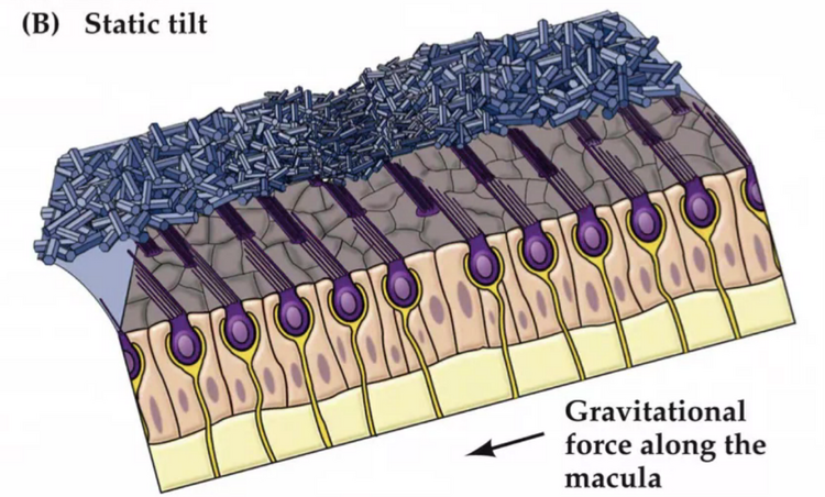 How Plants Sense Gravity ? - Yesil Science