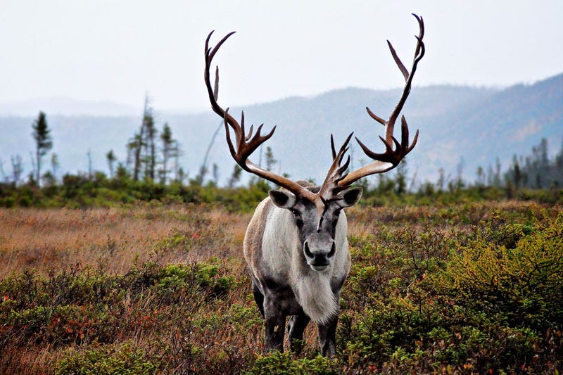 Engineering Guide — Caribou Protection Plan (CPP) and Linear ...
