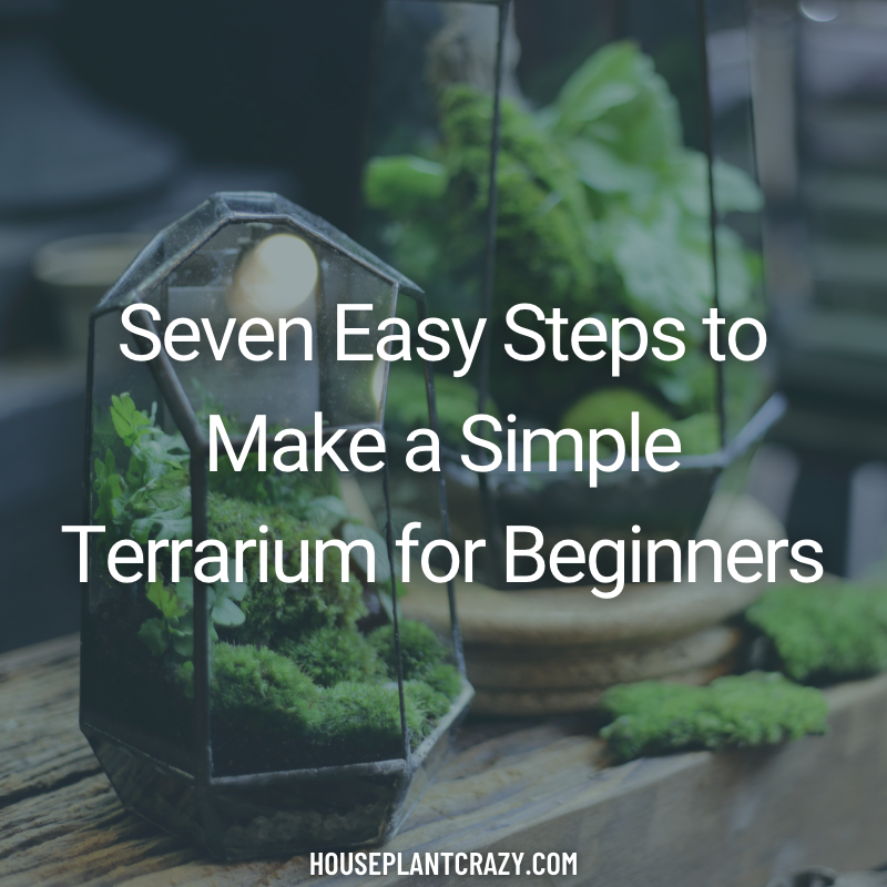 How to Make a Simple Terrarium for Beginners in 7 Easy Steps | by Paula Kemp | Houseplant Crazy ...