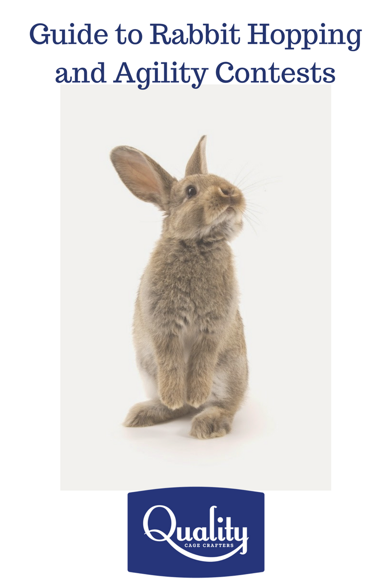 Guide to Rabbit Hopping and Agility Contests | by Quality Cage Crafters ...