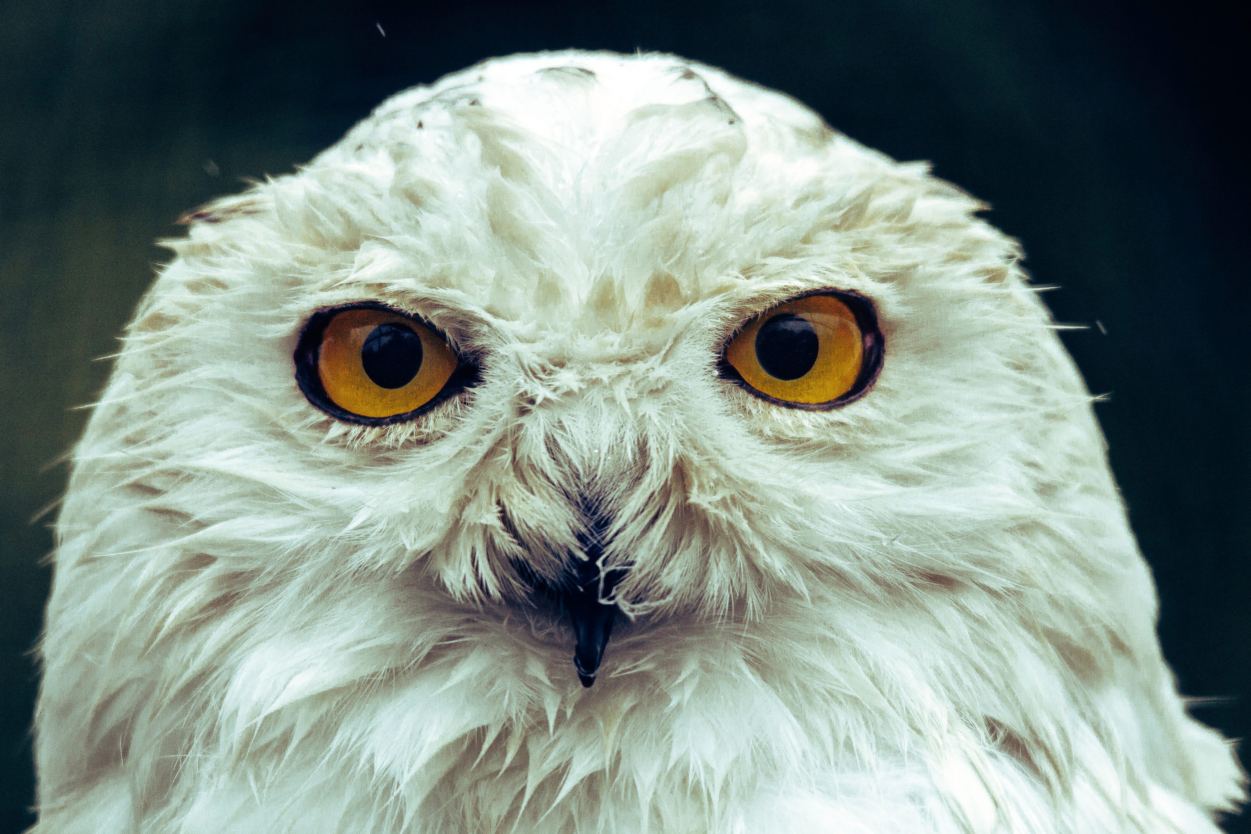 A 26-Year-Old Muggle’s Reply To His 15-Years-Late Hogwarts Admission ...