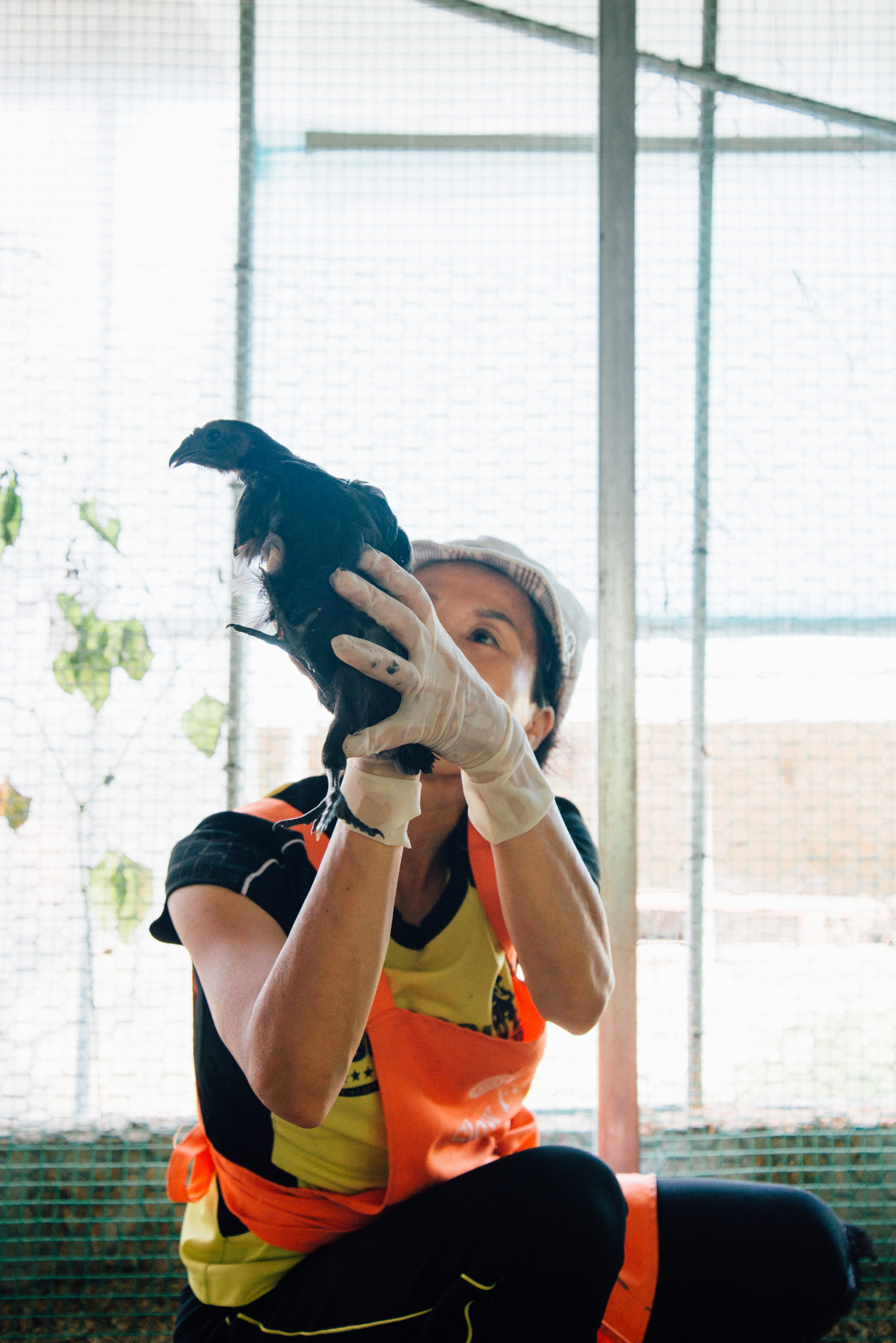 Mother of Chickens. The story of Yeonsan Ogye Black Chicken… | by ...