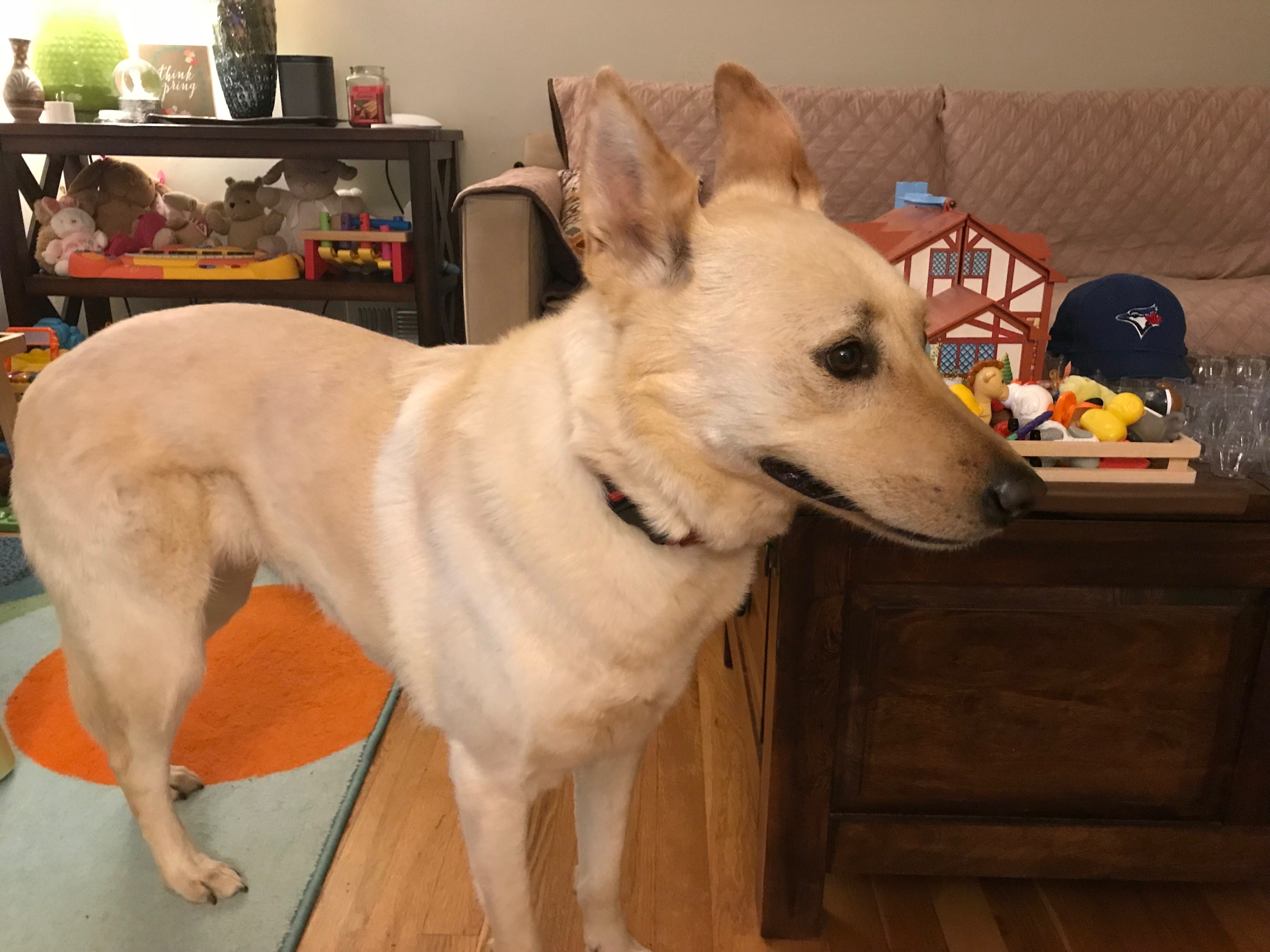 Thunderstorm Phobia in Dogs. Why it happens, and how to help | by Amy ...