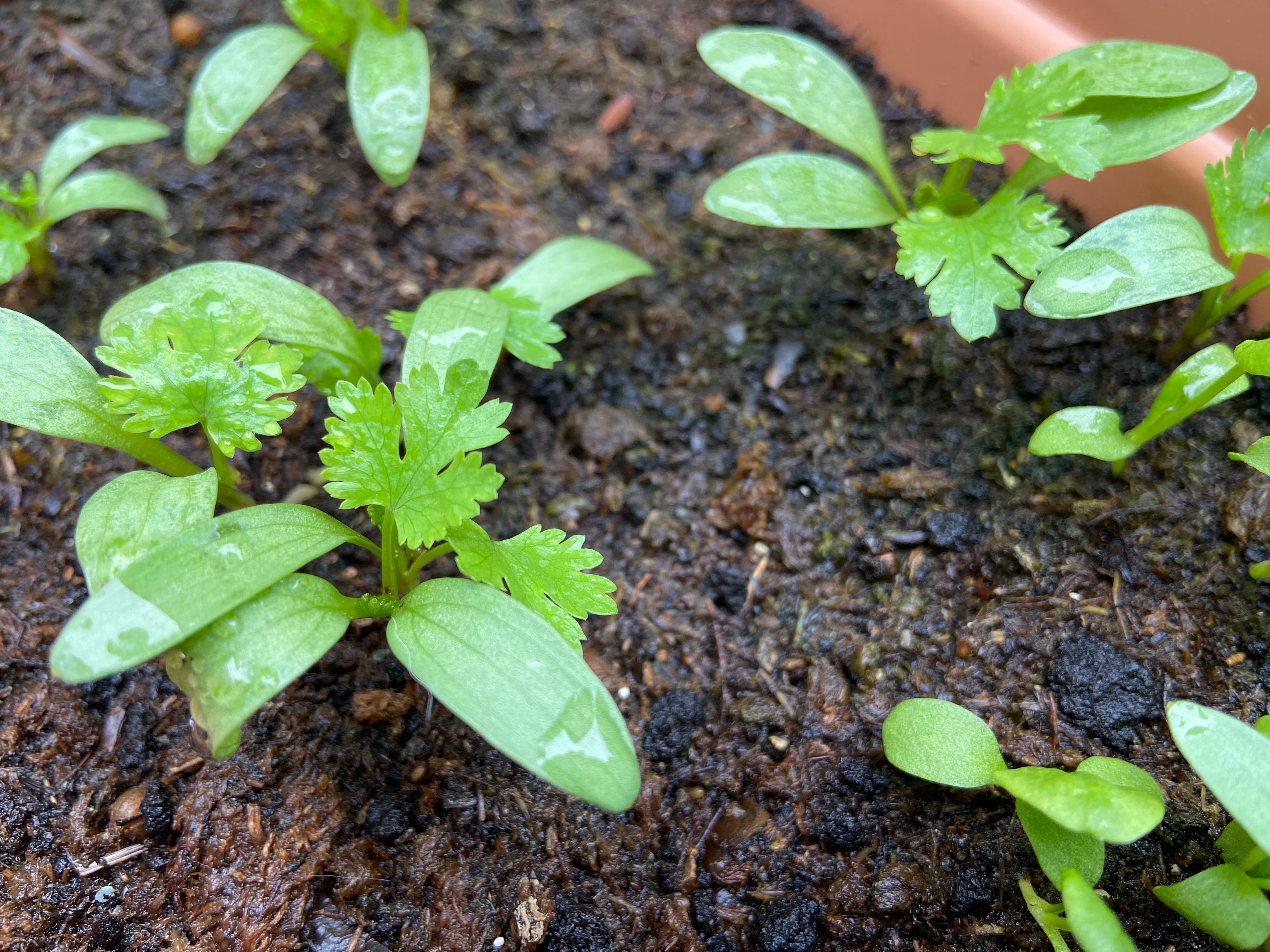 True Leaves - The Daily Cuppa - Medium