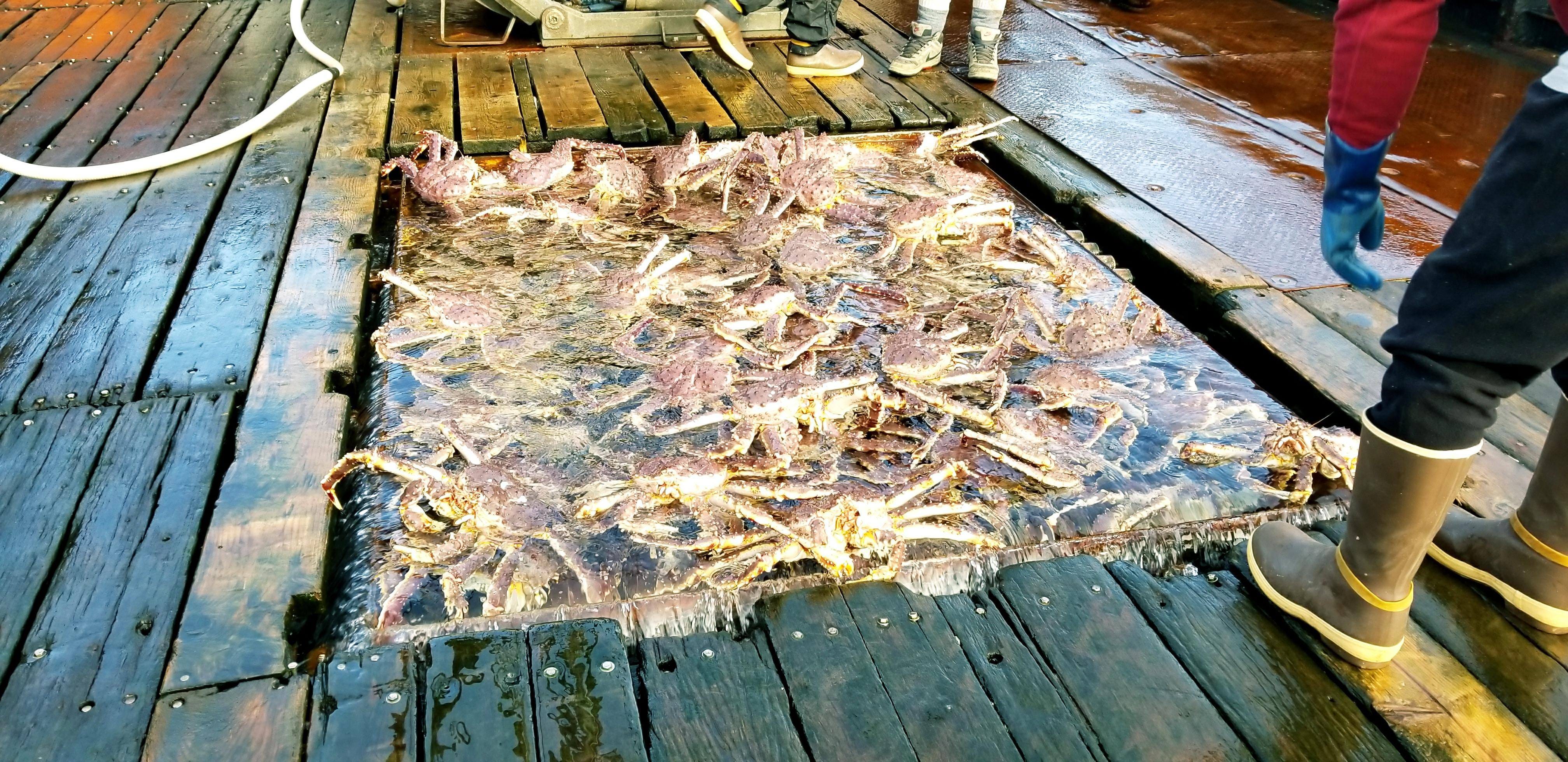 A Crabtastic Life - The Natural Philosopher - Medium