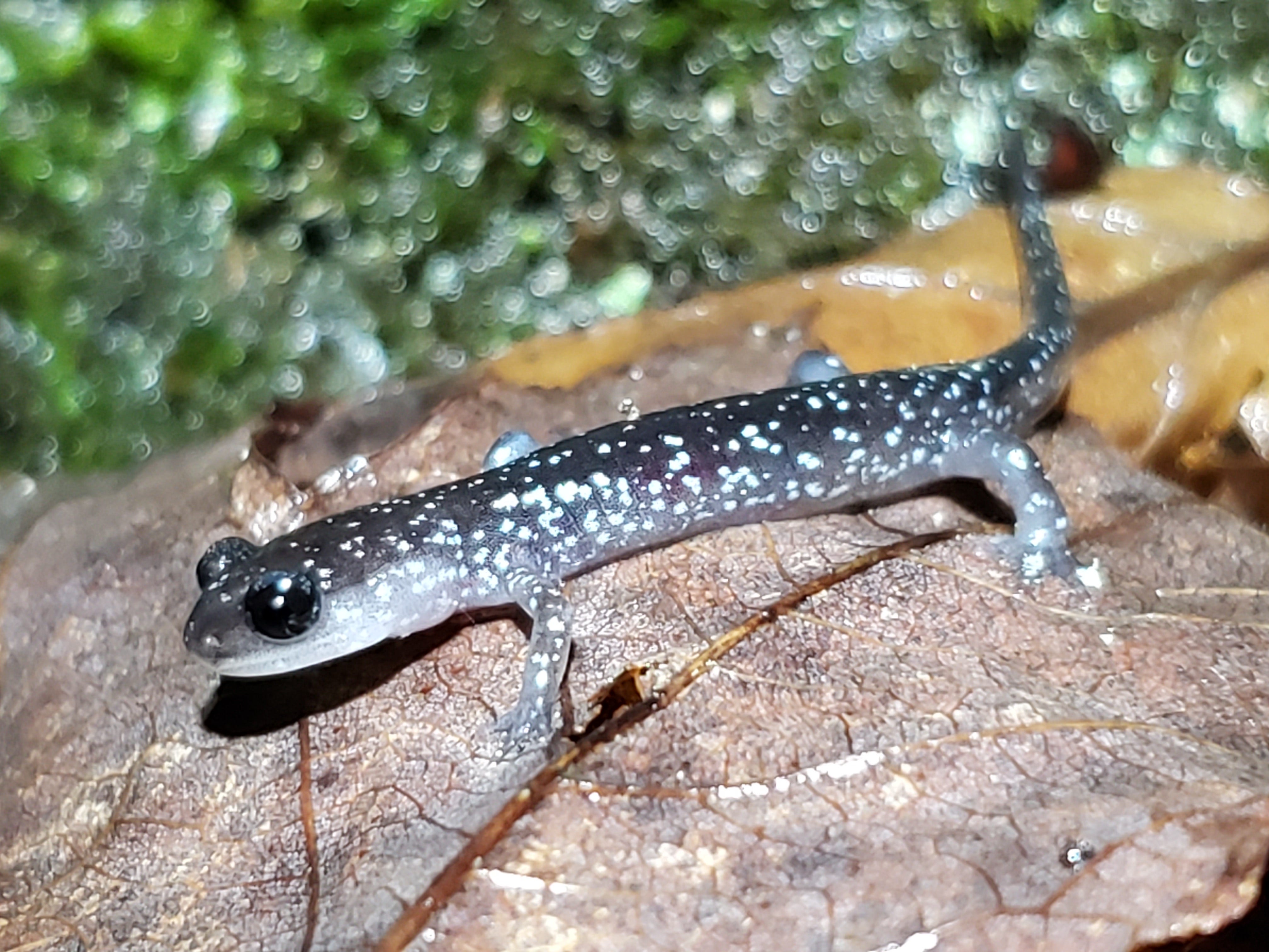 Rescue Mission: Saving Salamanders from Destruction | by Defenders of ...