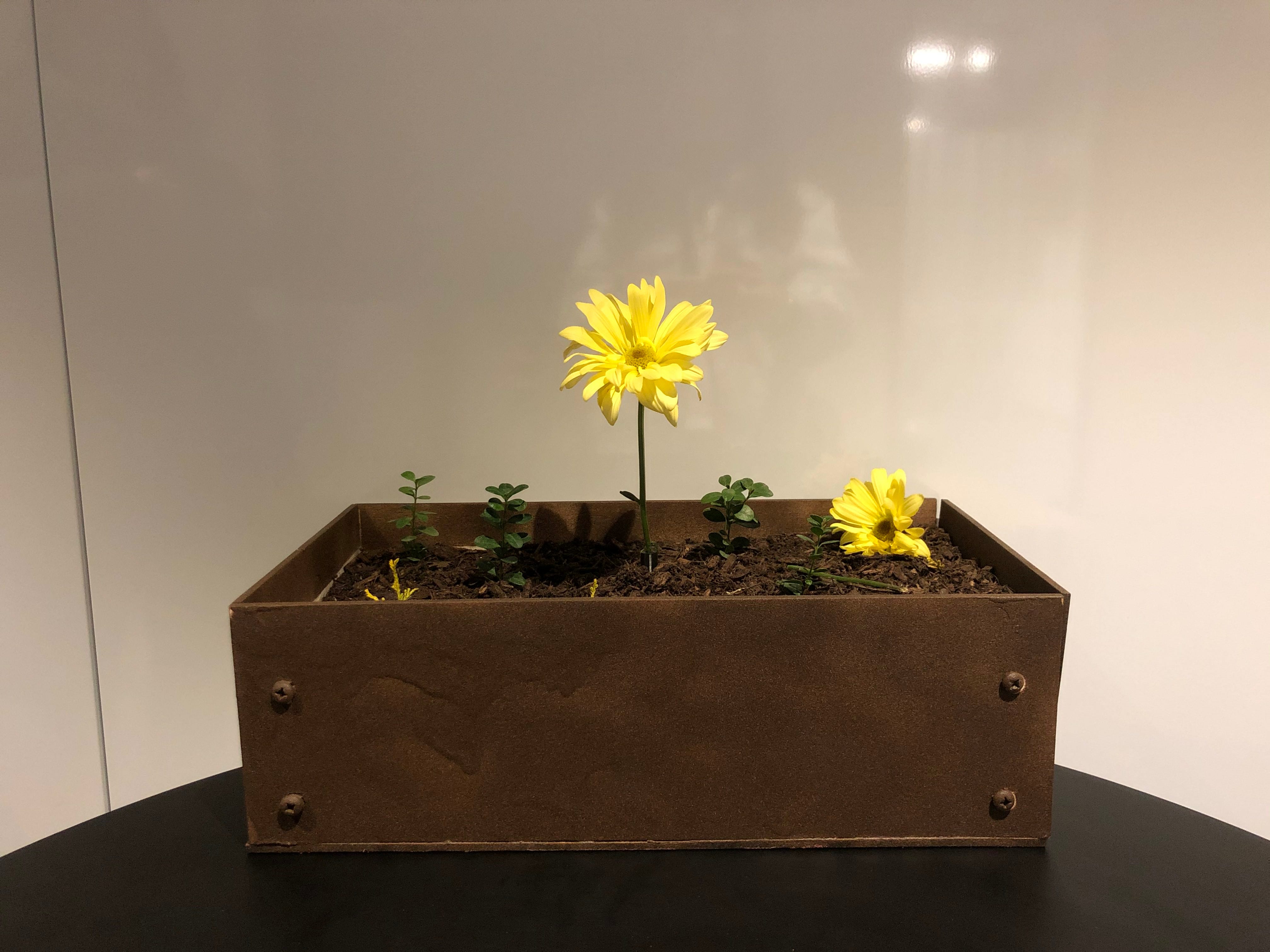 Hey Flower. I worked with Shannel and Sylvia for… | by Stacy Yuan ...