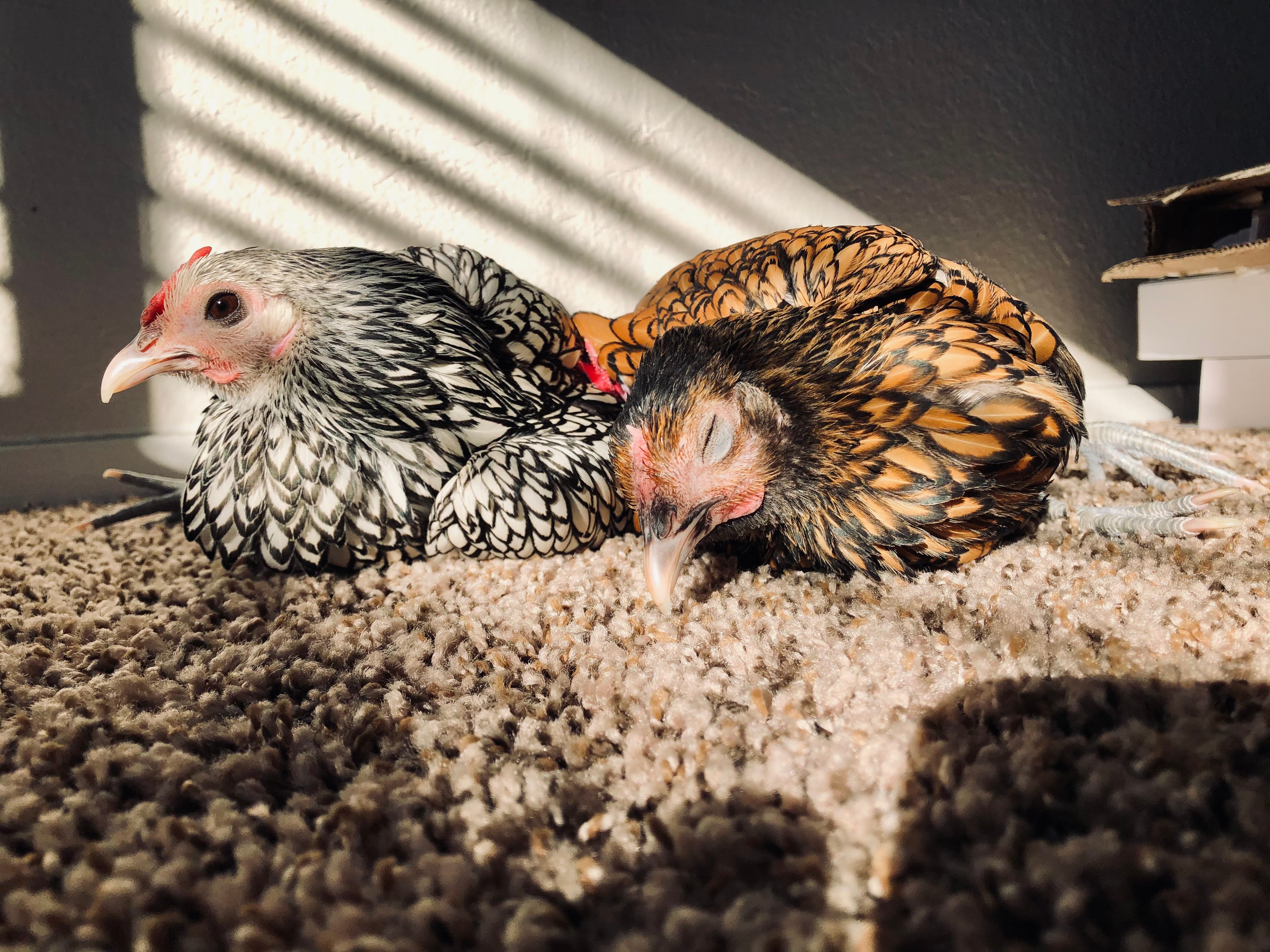 A Silly DIY Project Turned Into A Choking Hazard For My Chicken | by ...
