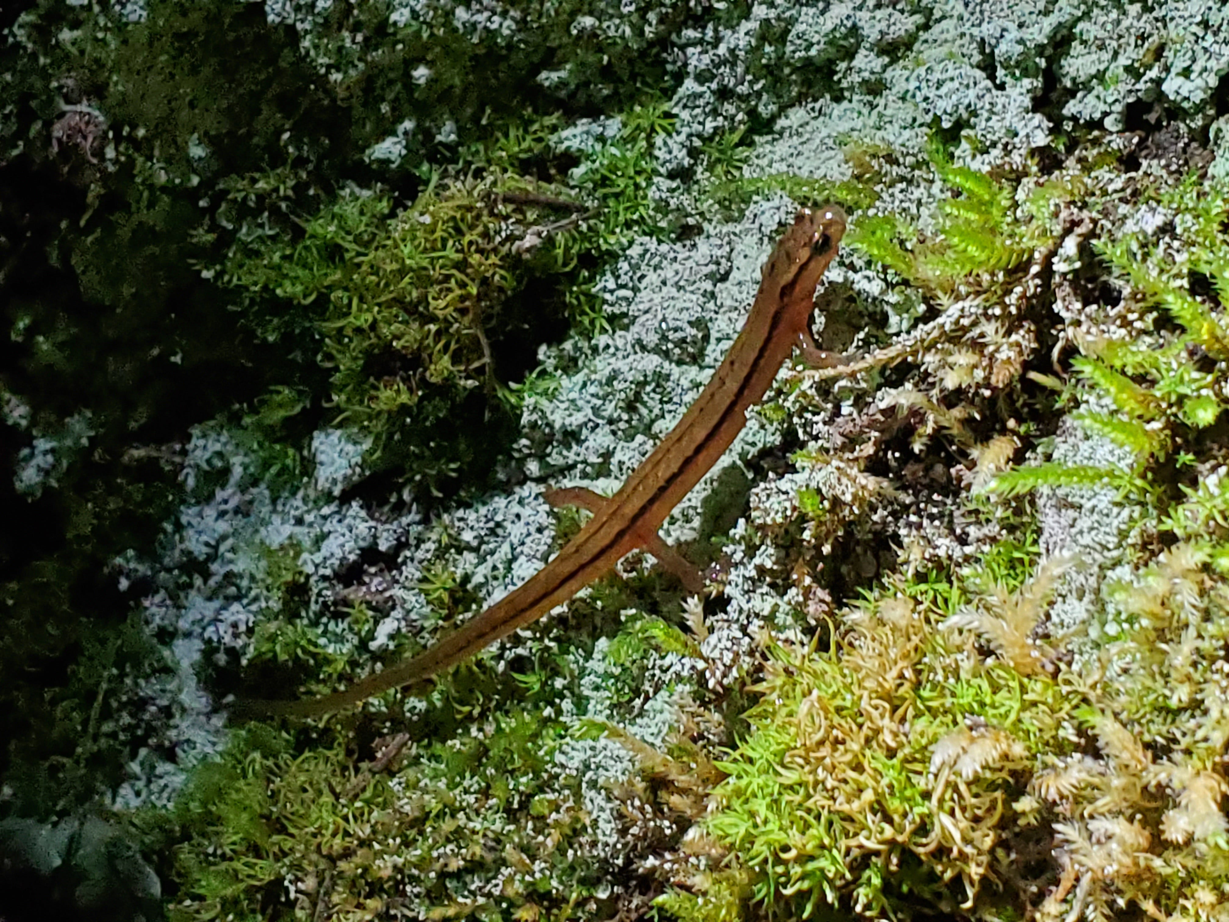 Rescue Mission: Saving Salamanders from Destruction | by Defenders of ...