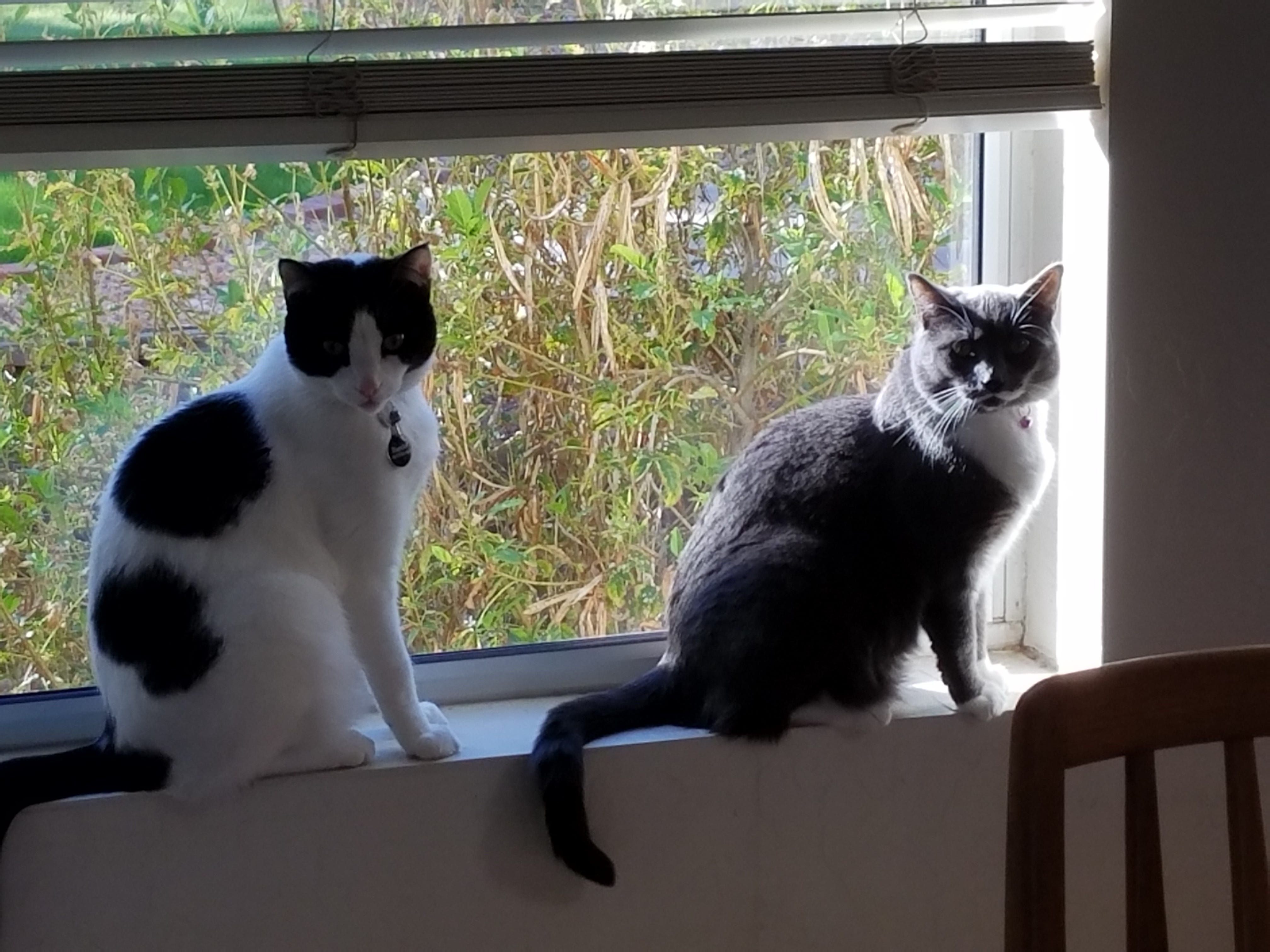 Xander Speaks: A Cat’s View of Life in a Two Cat Household | by Shelly ...