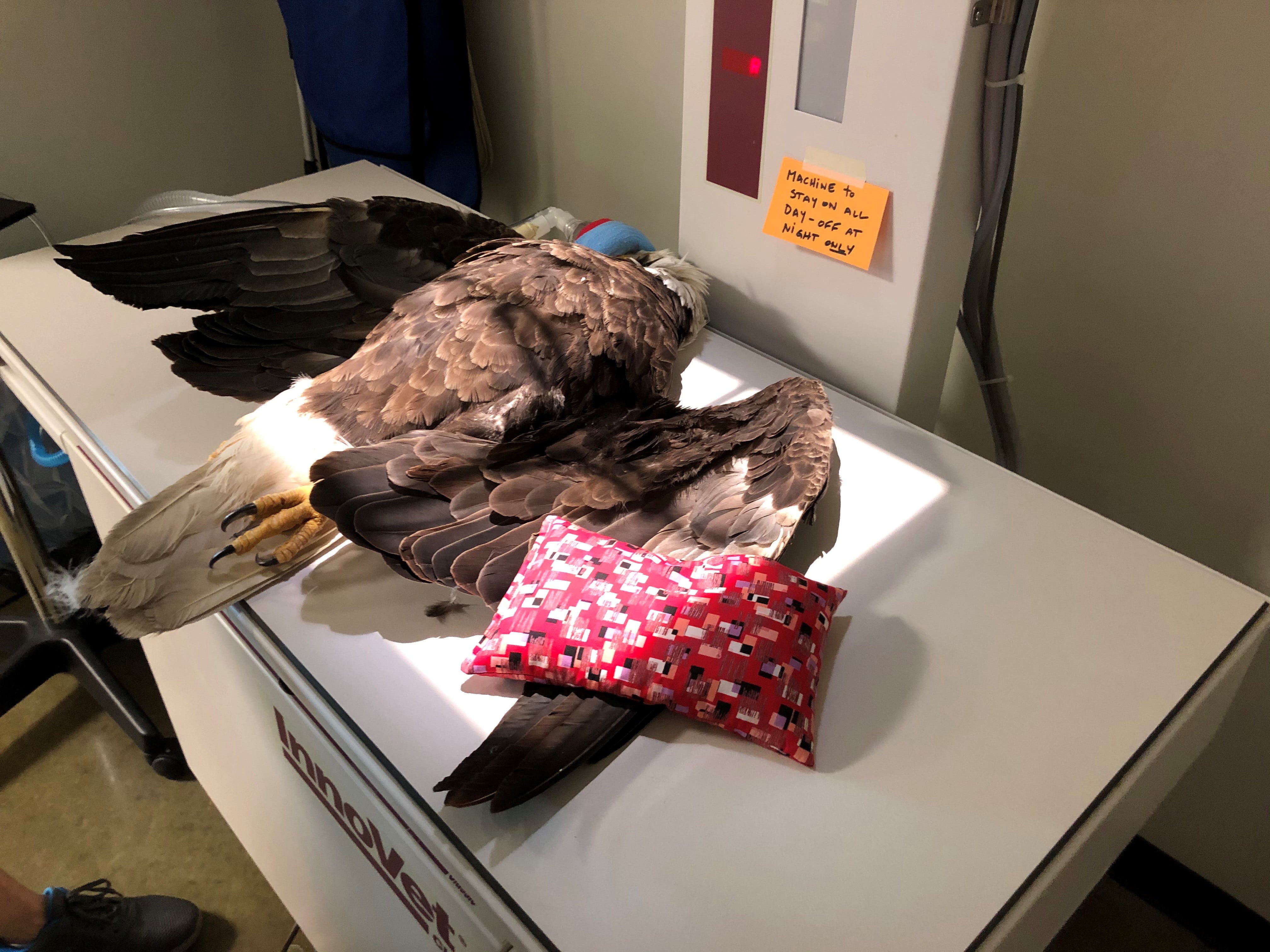 Bald eagle’s wounds healing at the von Arx Wildlife Hospital