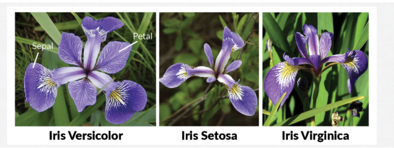 Iris dataset with 3 Different Classifiers 🌼🌸 | by Ravi Kumar | Medium