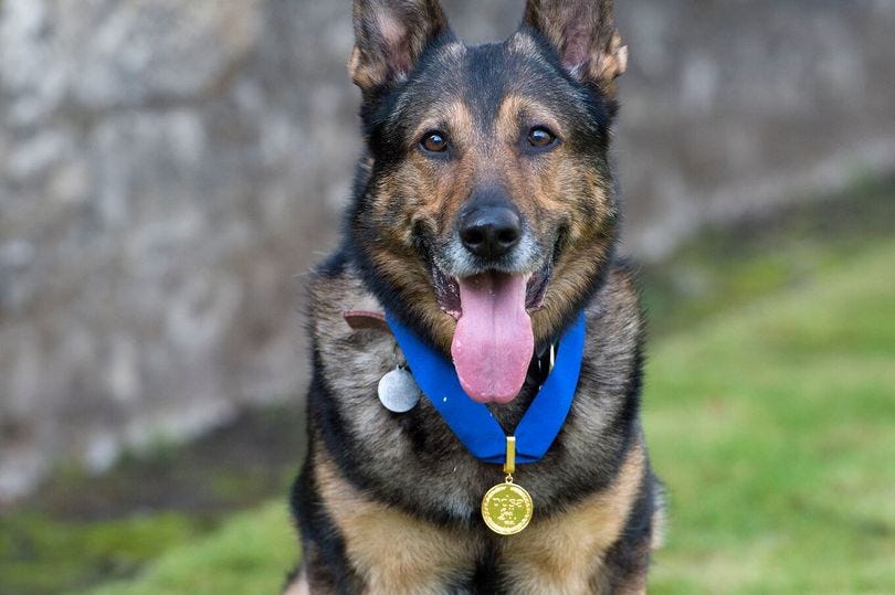 Happy Birthday #FabulousFinn. Today is RPD Finn’s 12th birthday | by ...
