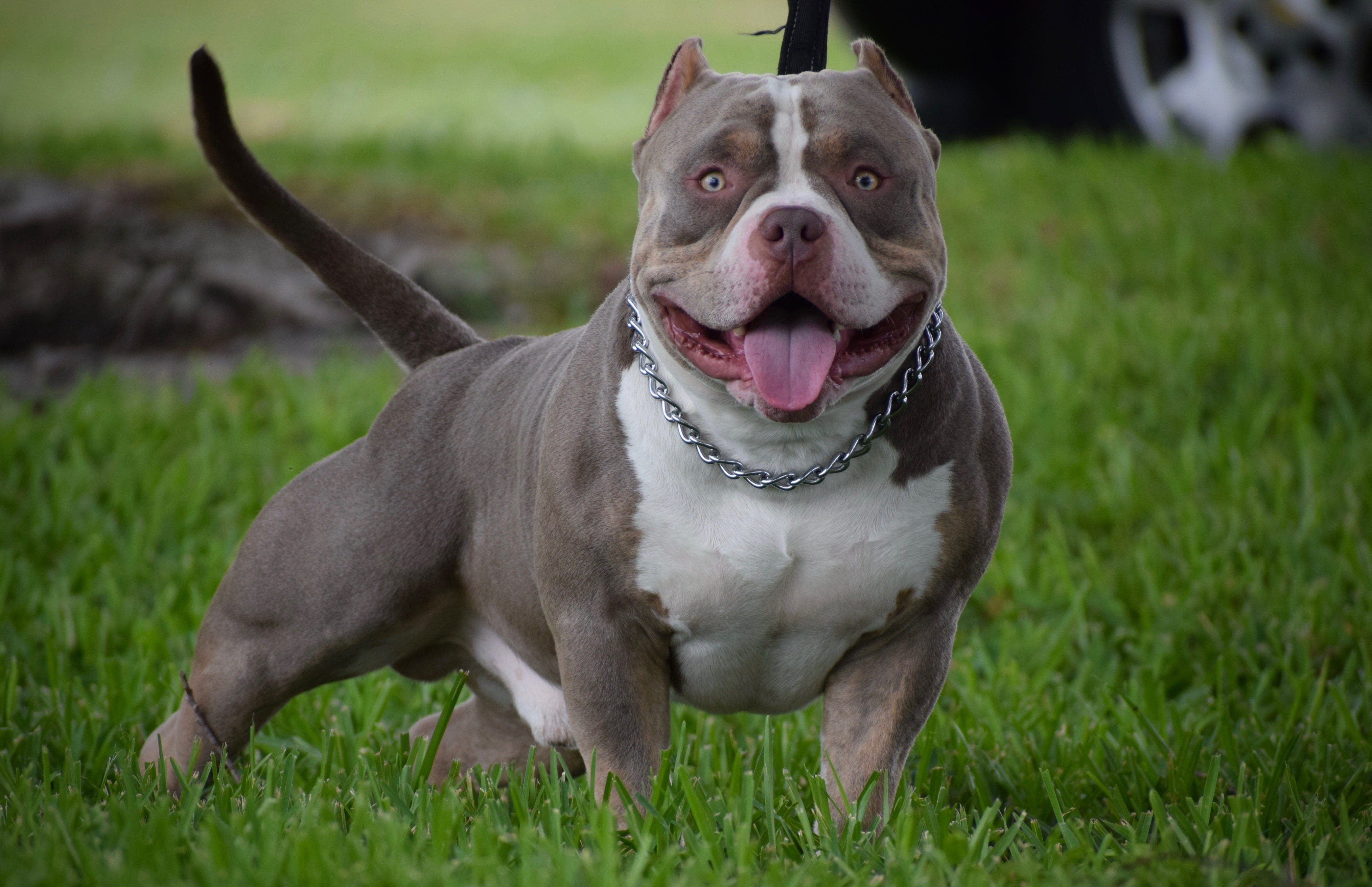 THE LILAC CHOCOLATE TRI COLOR AMERICAN BULLY By VENOMLINE POCKET THE LILAC CHOCOLATE TRI COLOR AMERICAN BULLY By VENOMLINE POCKET
