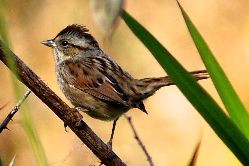 Swamp Sparrows Can Tell the Age of a Rival Male by its Song Alone | by ...