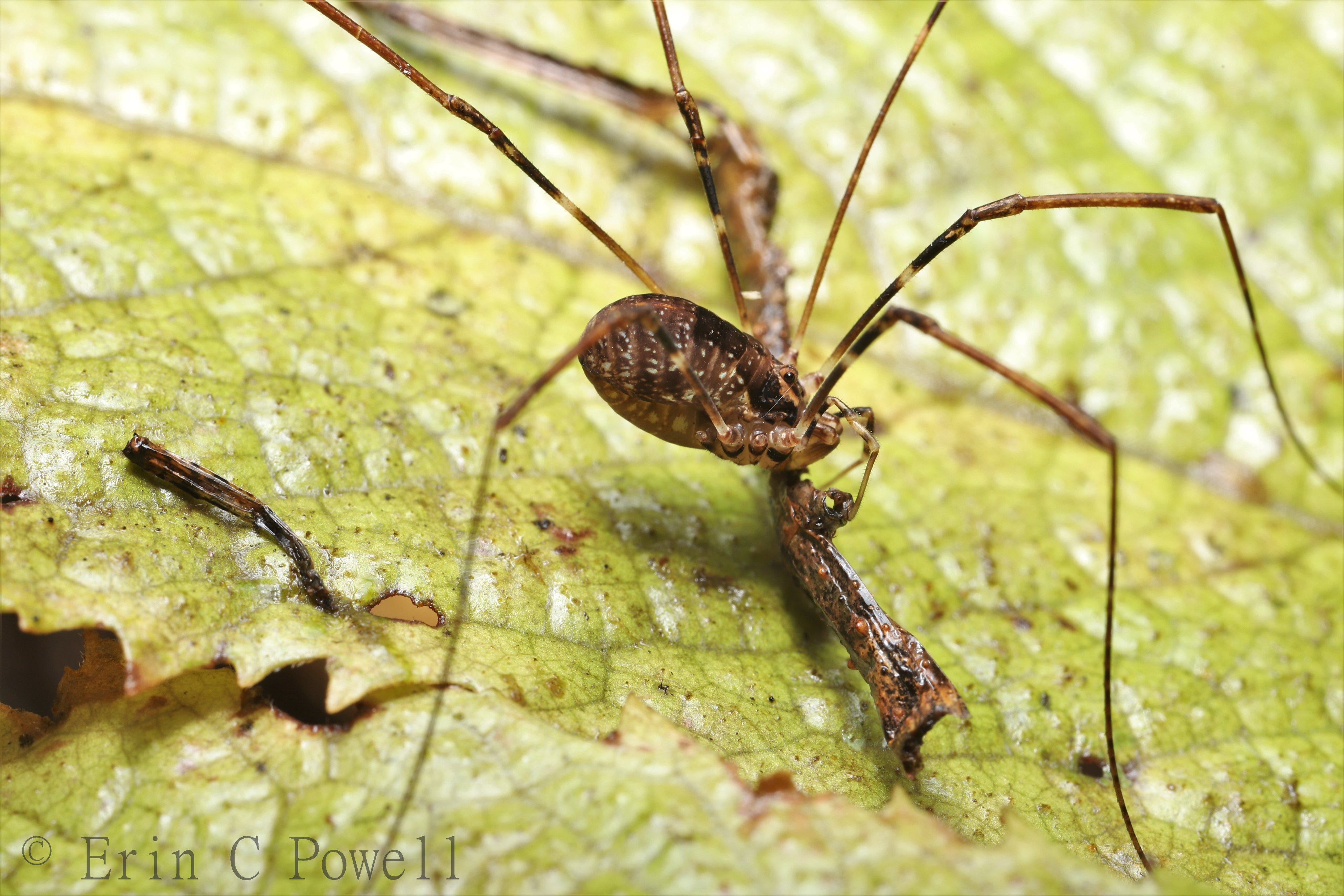 Arachnews: February 3, 2020. A week’s worth of arachnid-related art ...