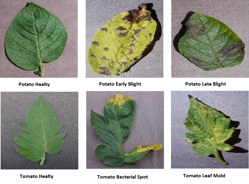 Plant Disease Identification
