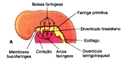 Desenvolvimento do Aparelho Faríngeo na Fase Fetal | by Thais Fonseca ...