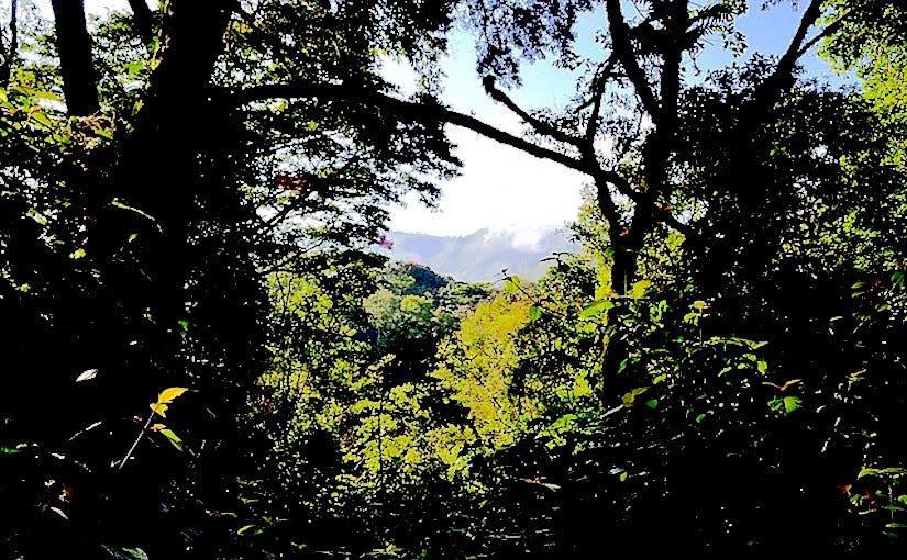 Forest encroaching in Uganda. Photo credit: Pixabay | by Willem Van ...